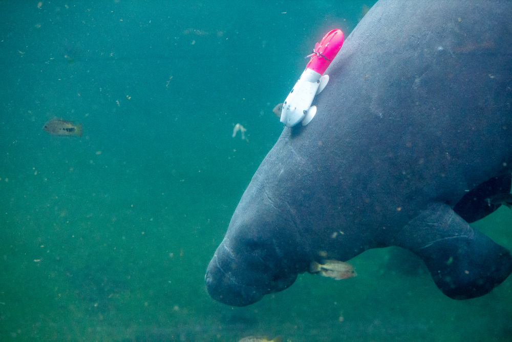 Arnhemse zeekoeien faciliteren zeegrasonderzoek