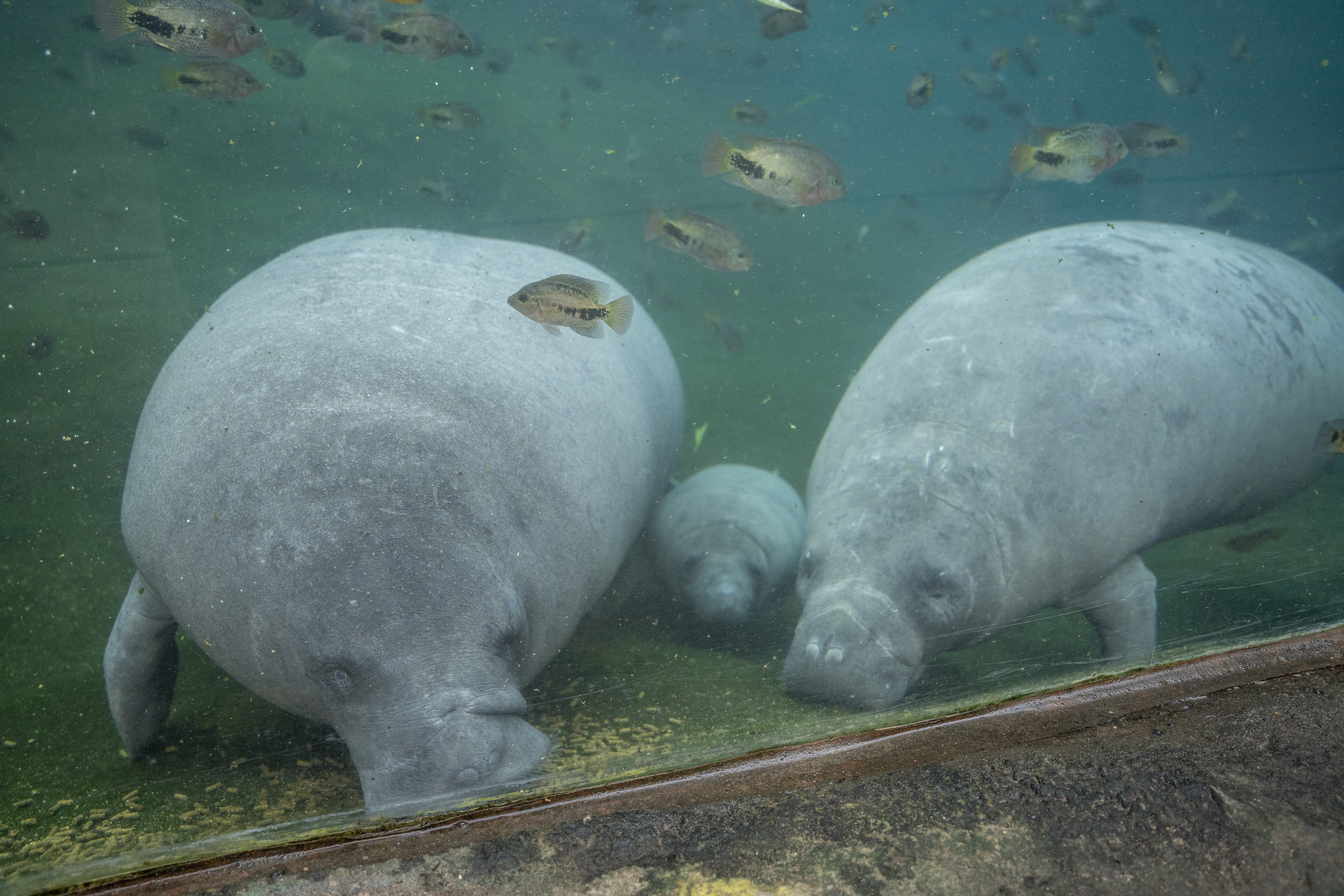 Kroost bij de zeekoeien
