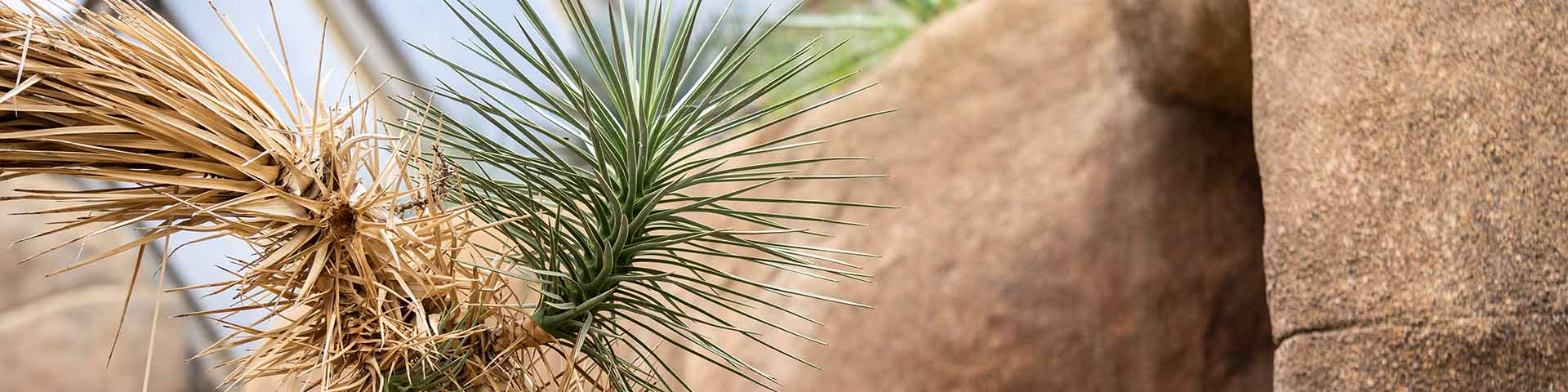 Joshua tree | Burgers' Zoo in Arnhem